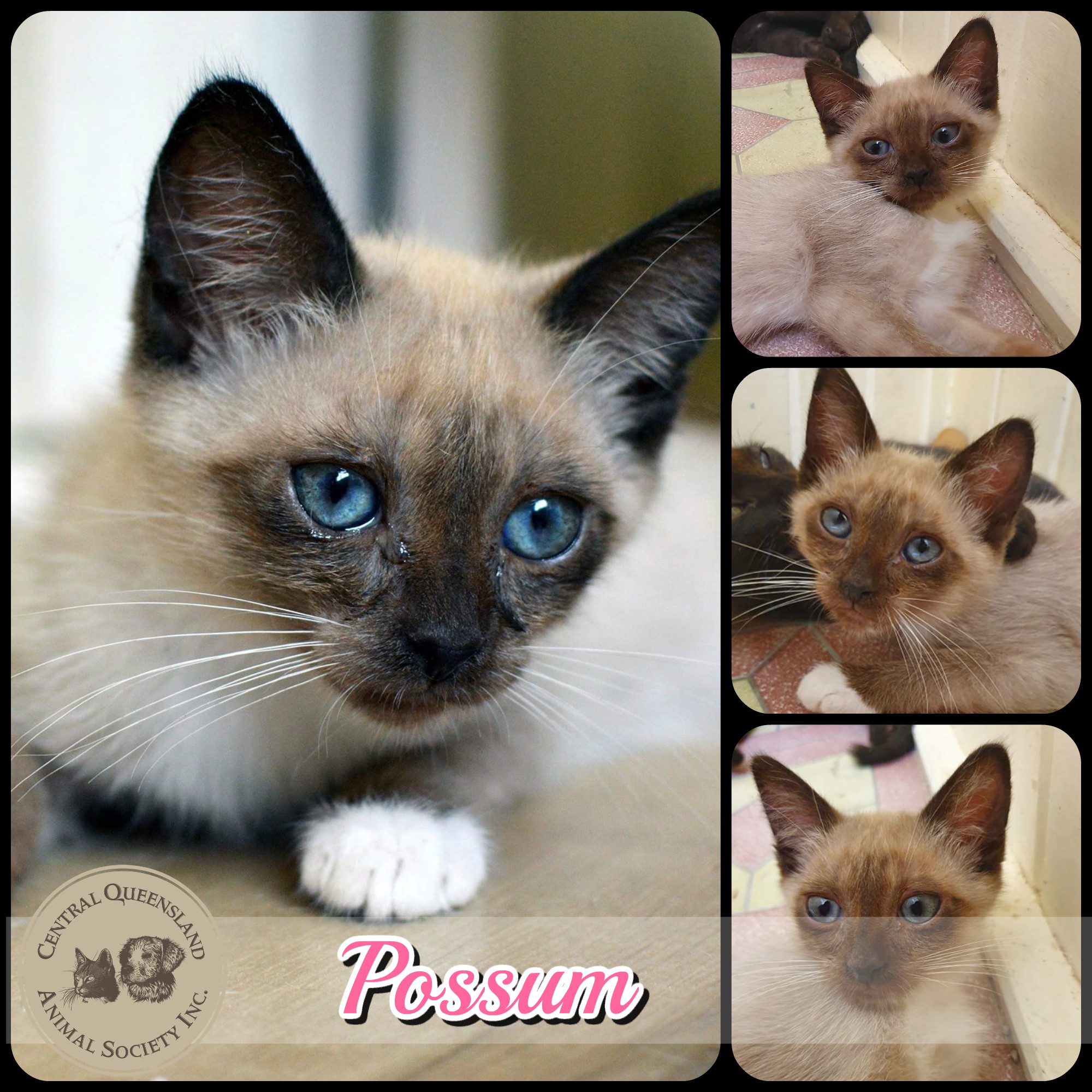 Possum - Female Siamese Mix Cat in QLD - PetRescue
