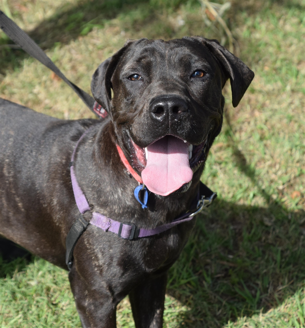 Brooke - Large Female Australian Bandog Mix Dog in QLD - PetRescue