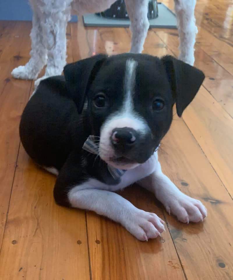 Kristoff - Medium Male Staffy x Ridgeback Dog in NSW - PetRescue