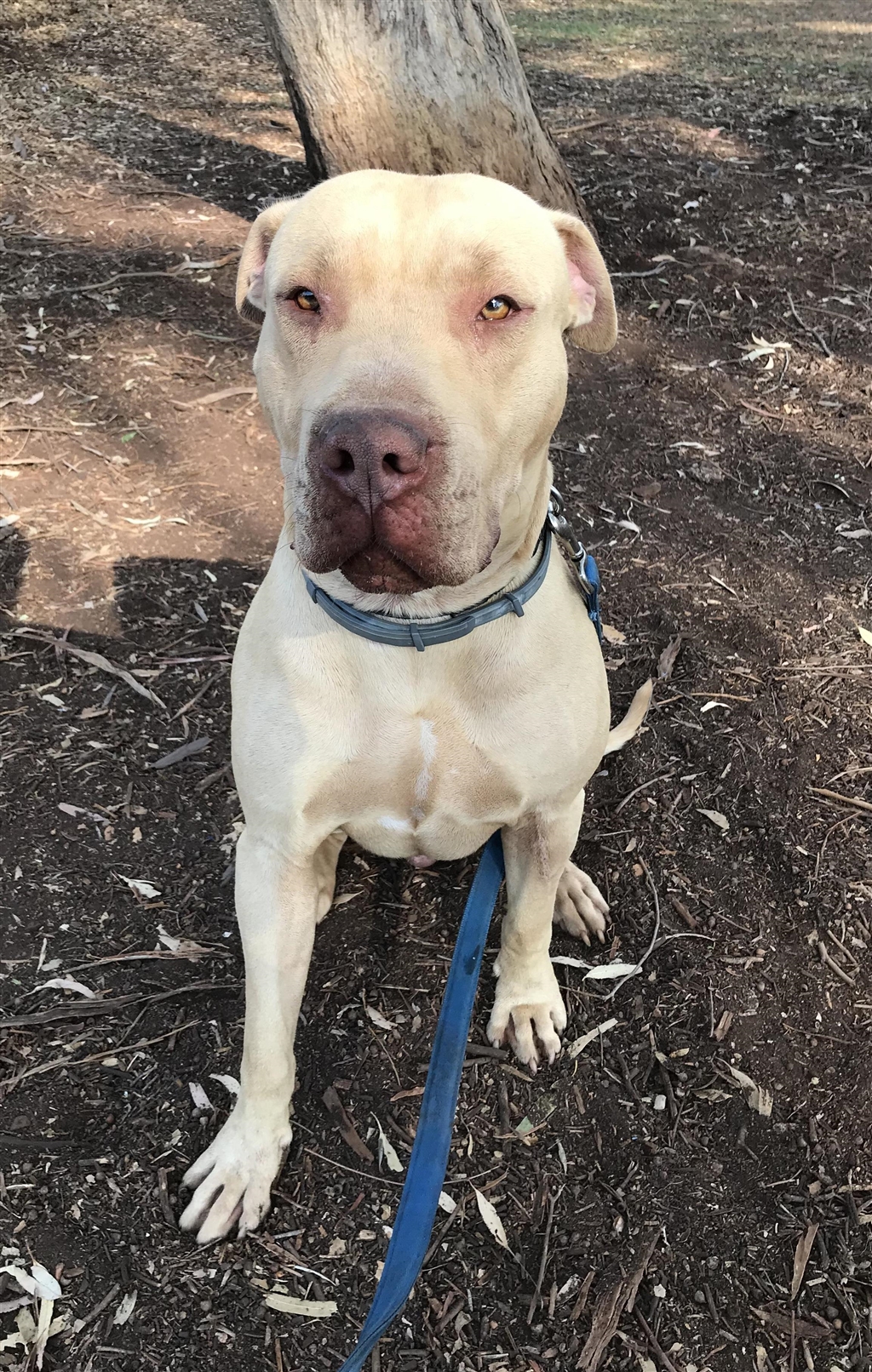 Pete - Large Male Neapolitan Mastiff x American Staffordshire Bull ...