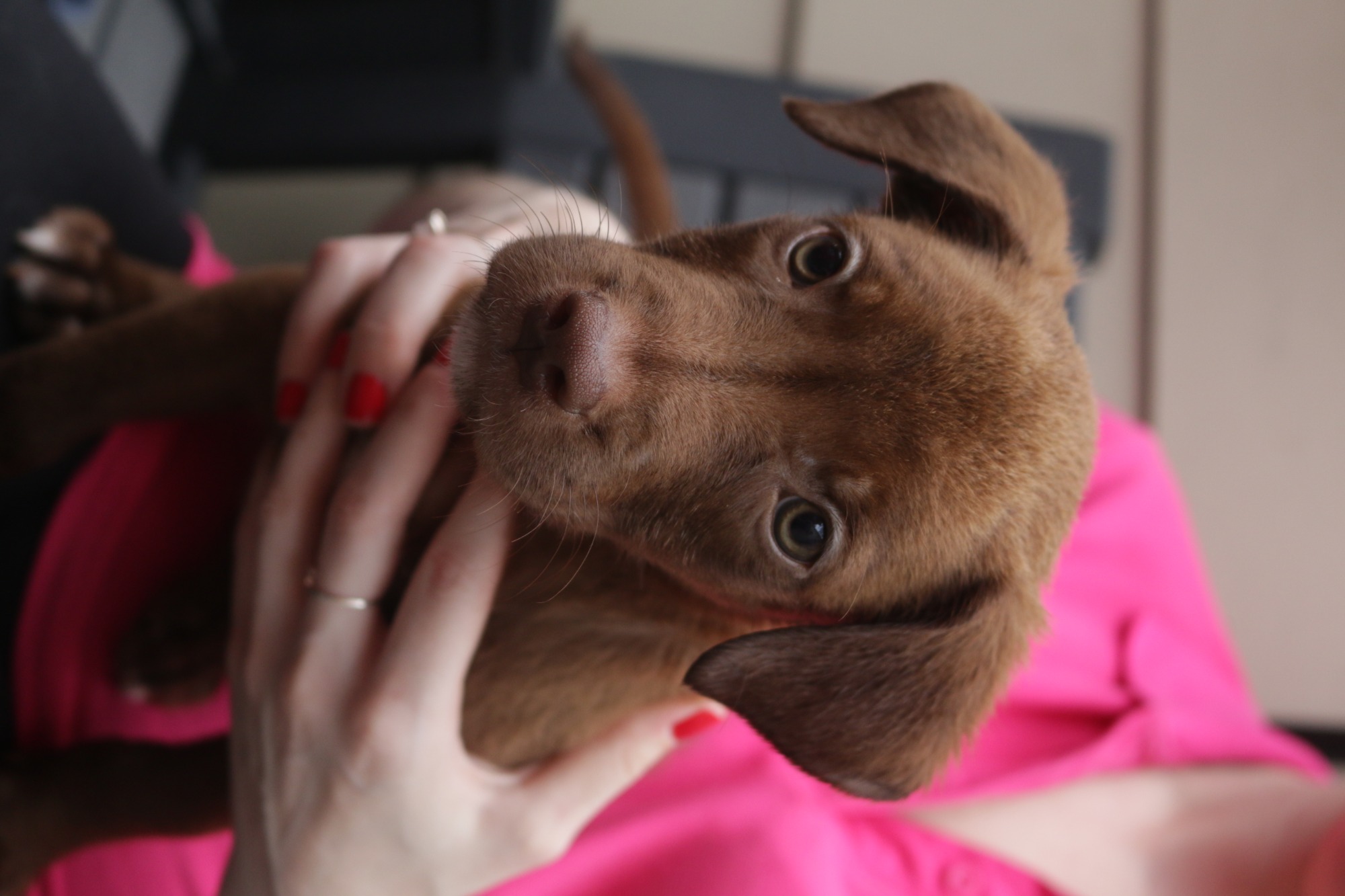 Whoopi - Medium Female Wolfhound x Catahoula Dog in NSW - PetRescue