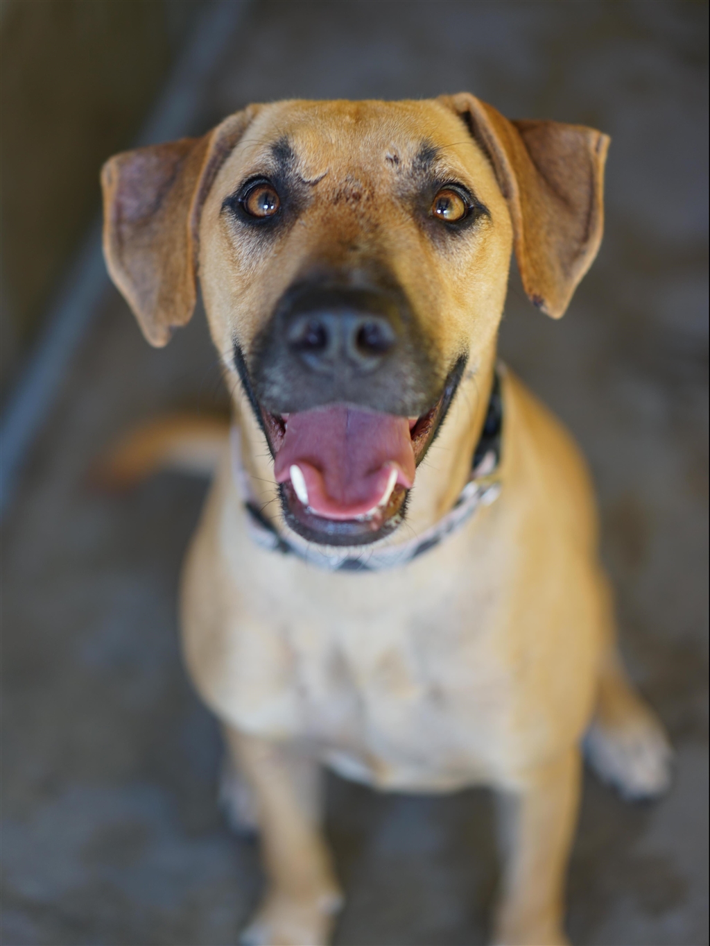 Riley - Large Male Rhodesian Ridgeback x American Staffordshire Bull ...