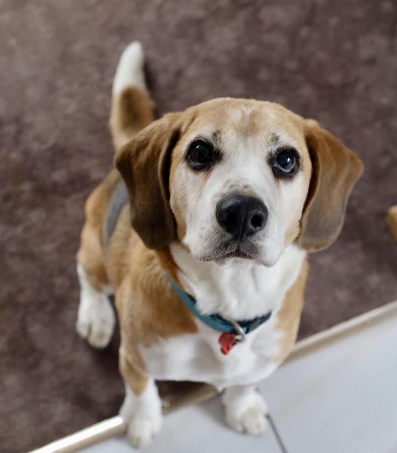 Bailey - Medium Male Beagle Dog in VIC - PetRescue