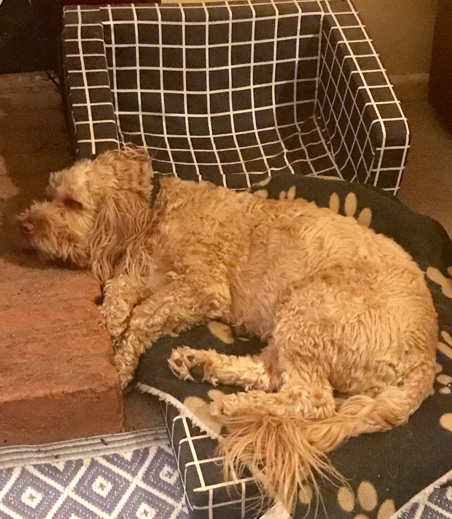 Kipper - Medium Male Clumber Spaniel x Poodle Mix Dog in VIC - PetRescue