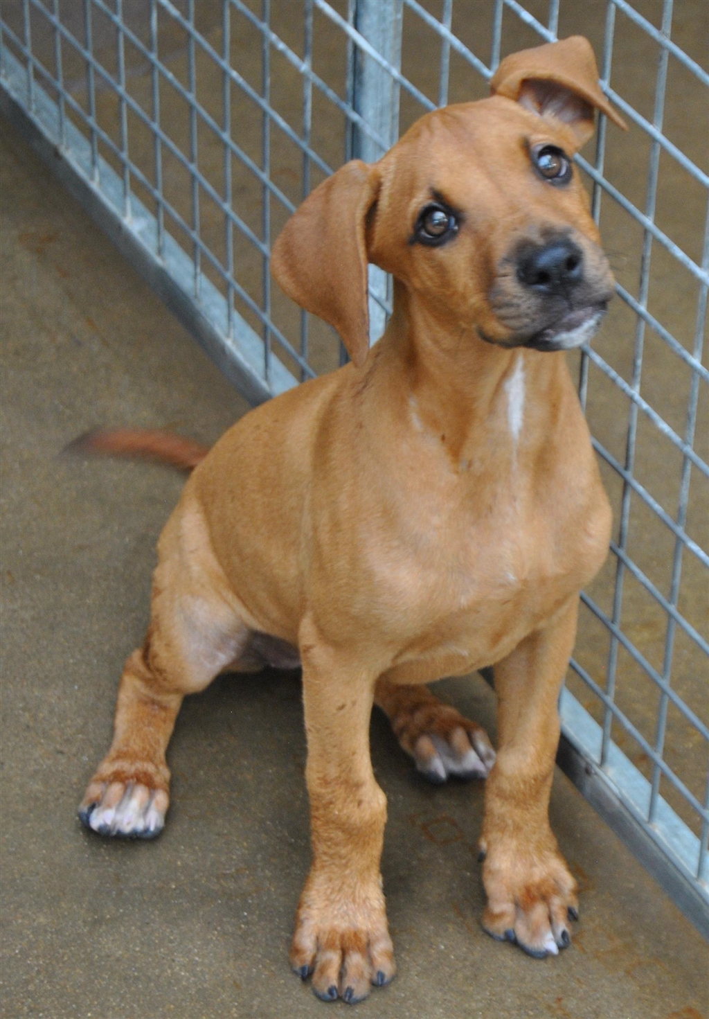 Nala - Small Female Rhodesian Ridgeback x American Staffordshire Bull ...
