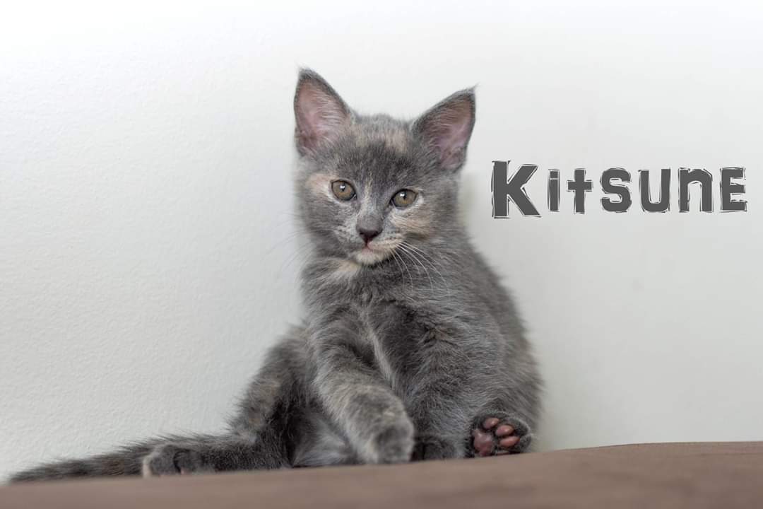 Kitsune - Female Domestic Medium Hair Mix Cat in QLD - PetRescue