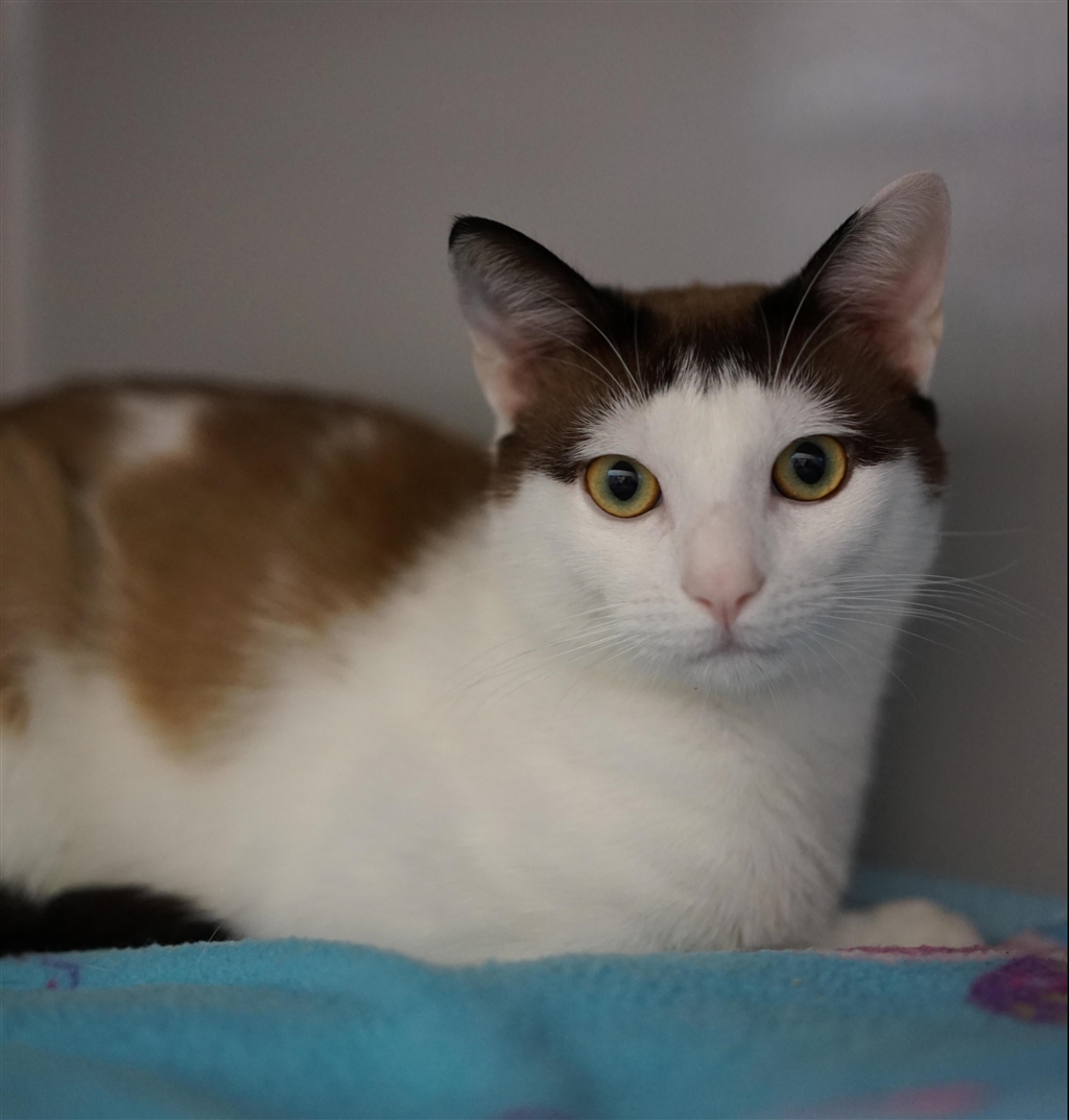 Chester - Male Snowshoe Mix Cat in QLD - PetRescue