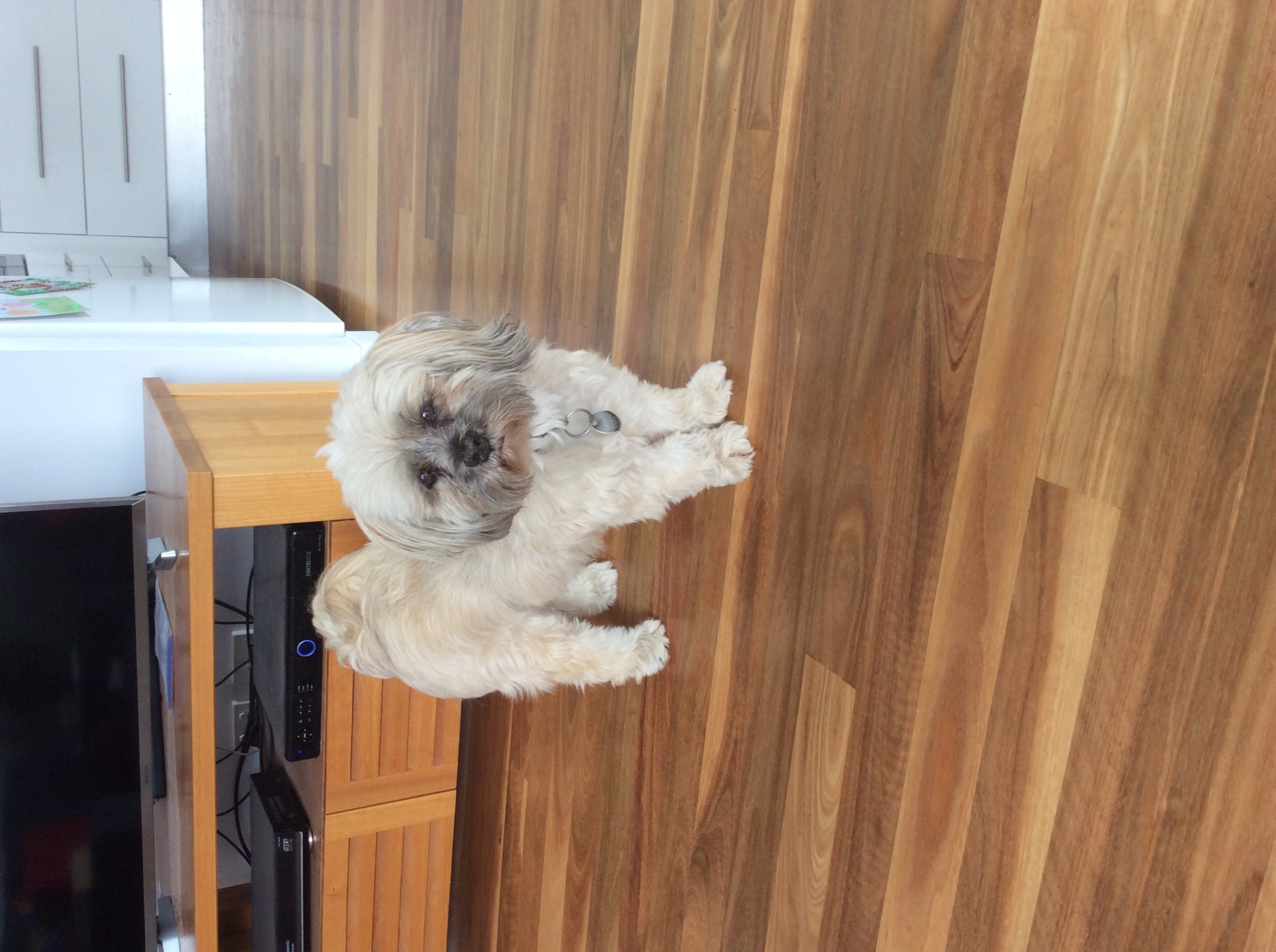 Coco - Small Male Lhasa Apso Dog in NSW - PetRescue