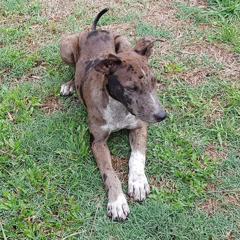 Tove - Medium Female Whippet x Catahoula Dog in QLD - PetRescue