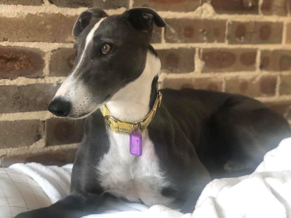 Rex (On Trial 10 April 2020) - Large Male Greyhound Dog in NSW - PetRescue