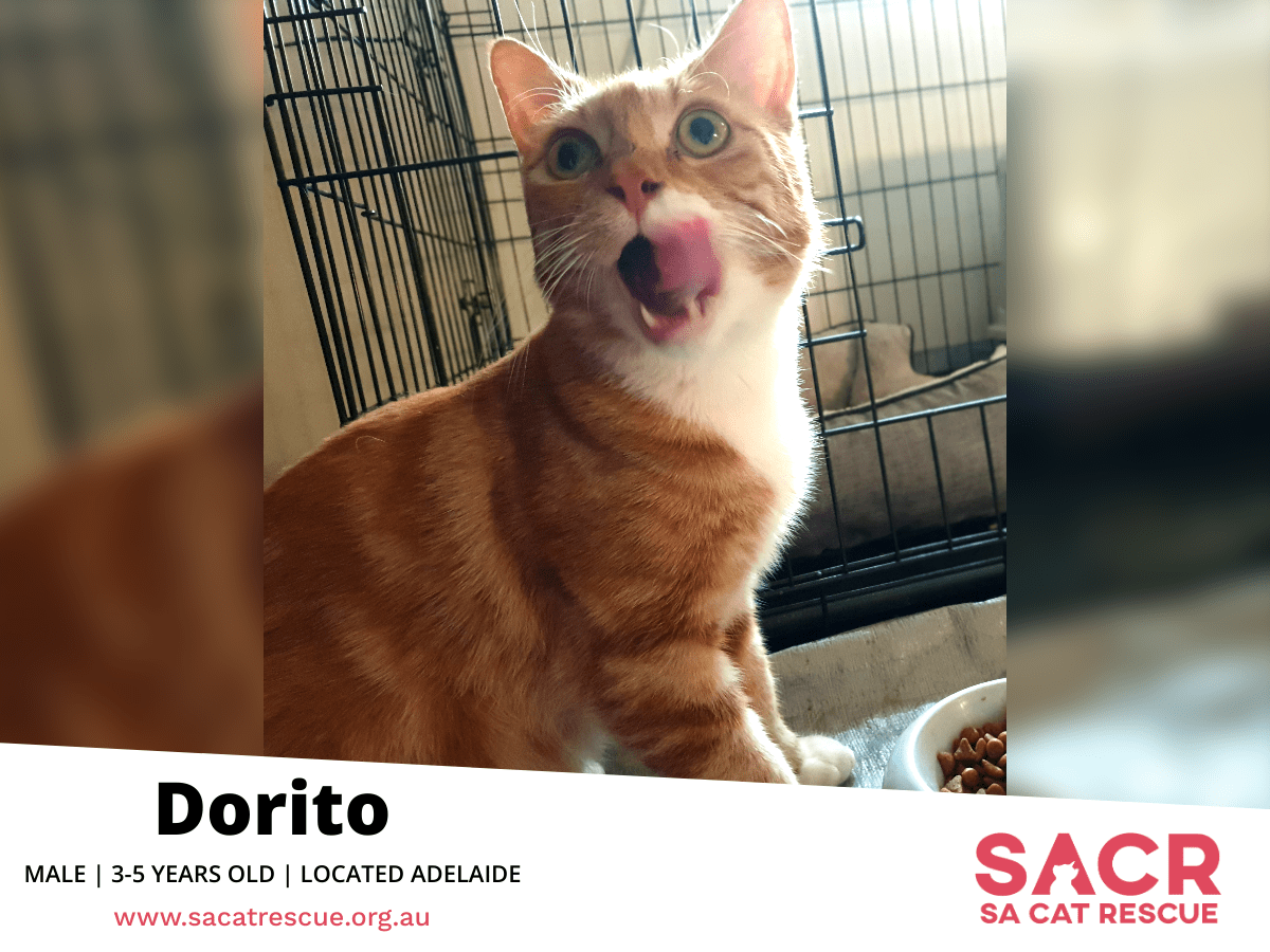 Dorito - Male Domestic Short Hair Cat in SA - PetRescue