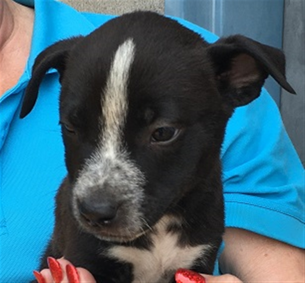 Axle - Medium Male Mixed Mix Dog in ACT - PetRescue