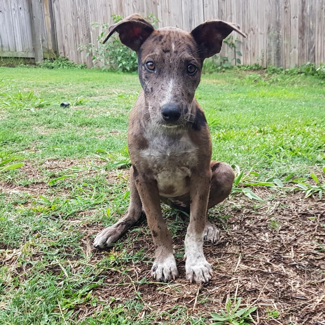 Tove - Small Female Whippet Mix Dog in QLD - PetRescue