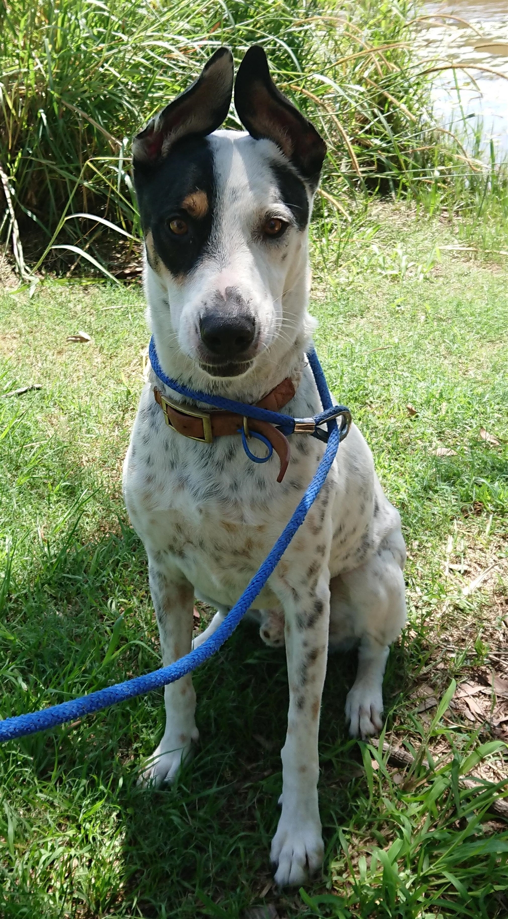 Max - Medium Male Australian Cattle Dog x German Shorthaired Pointer ...