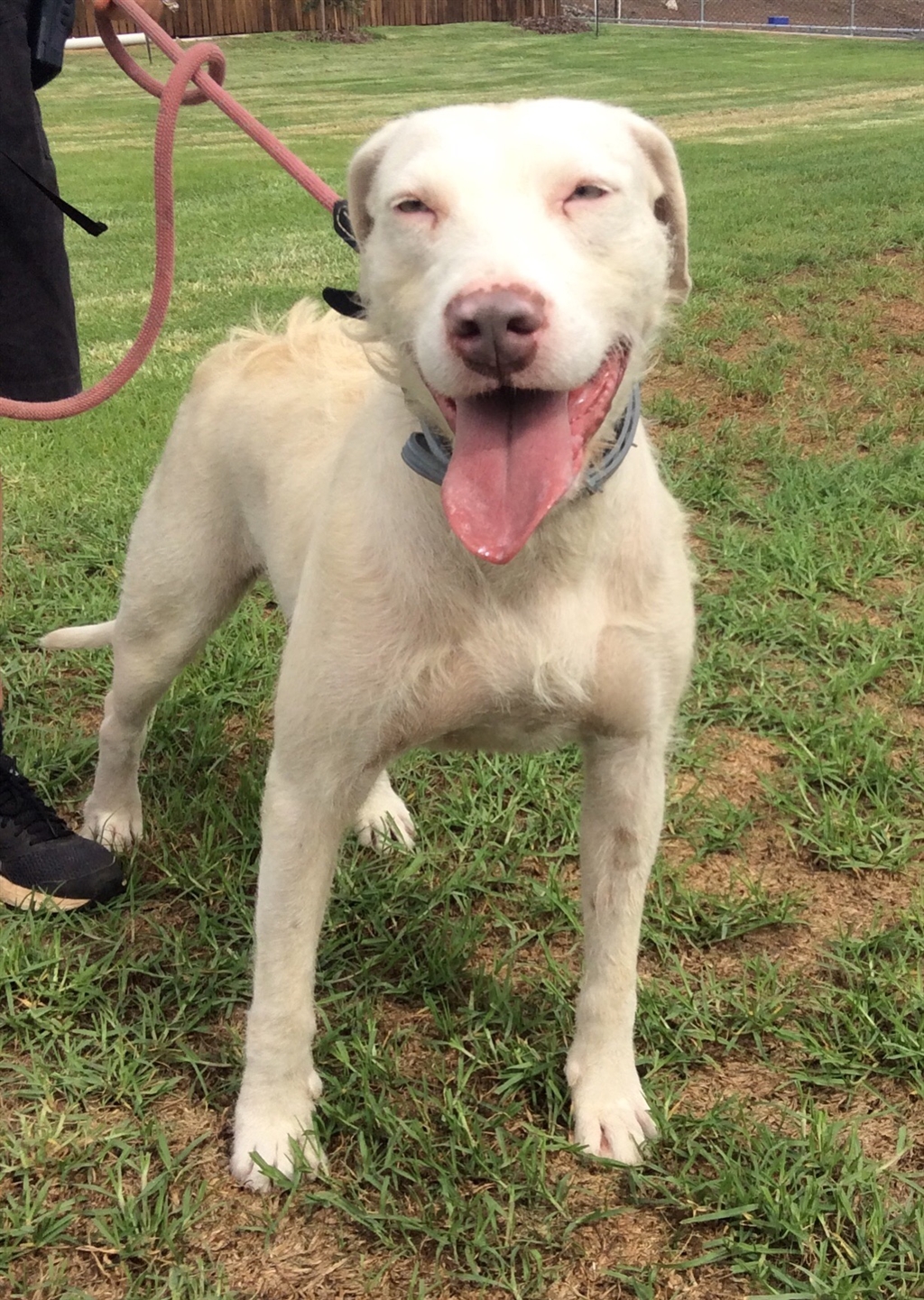 Issie - Large Female North Queensland Bullhound Mix Dog in QLD - PetRescue