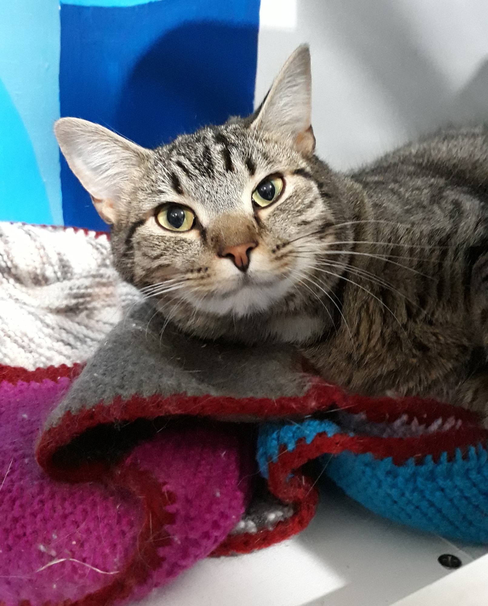 Jinx - Male Domestic Short Hair Cat in VIC - PetRescue