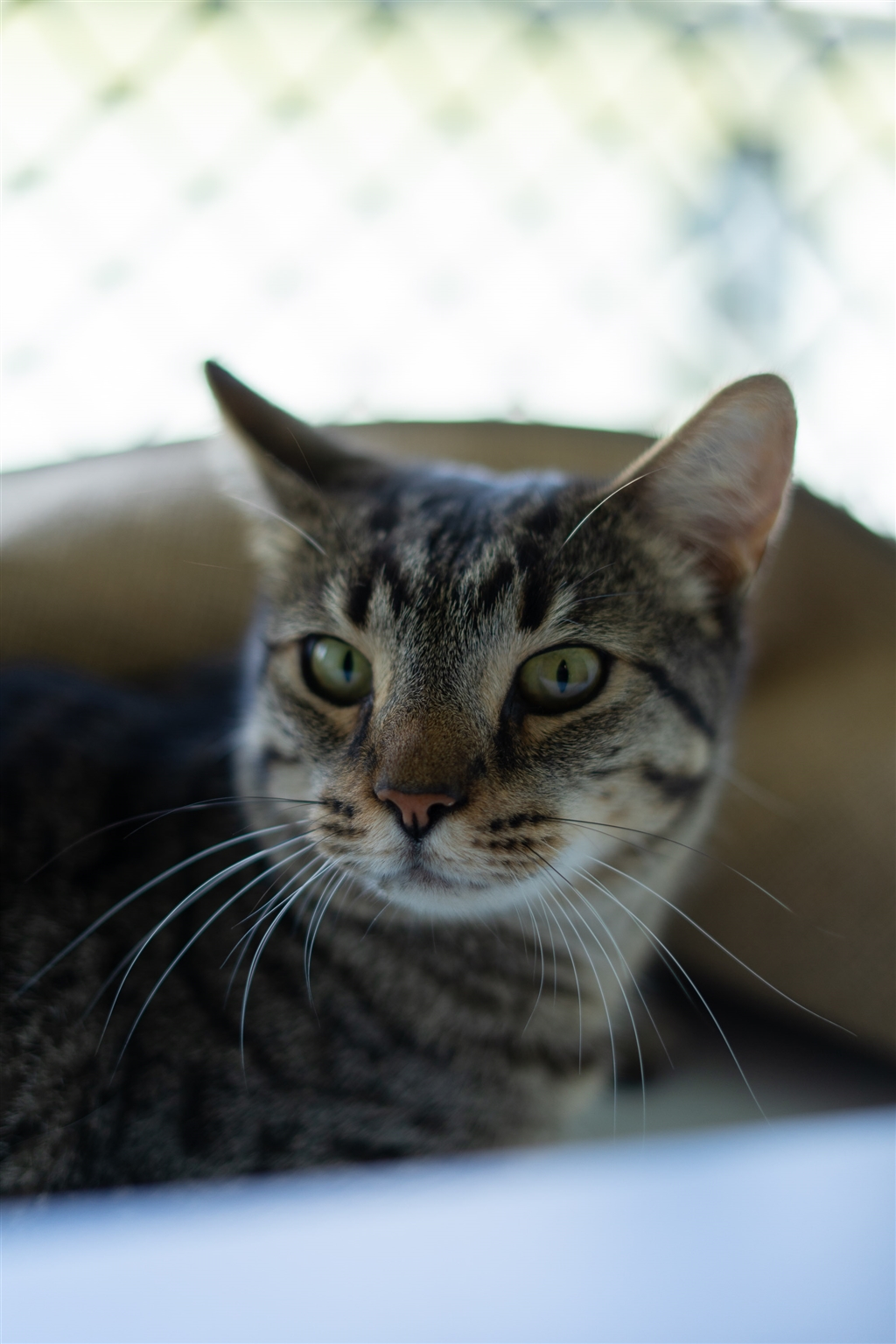 Gillie - Male Manx Mix Cat in QLD - PetRescue