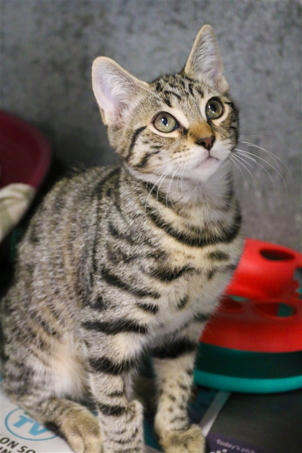 Bogart - Male Domestic Short Hair Cat in NSW - PetRescue
