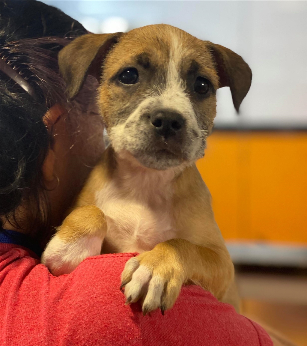 Cindy - Small Female Maltese Terrier x English Staffordshire Bull ...