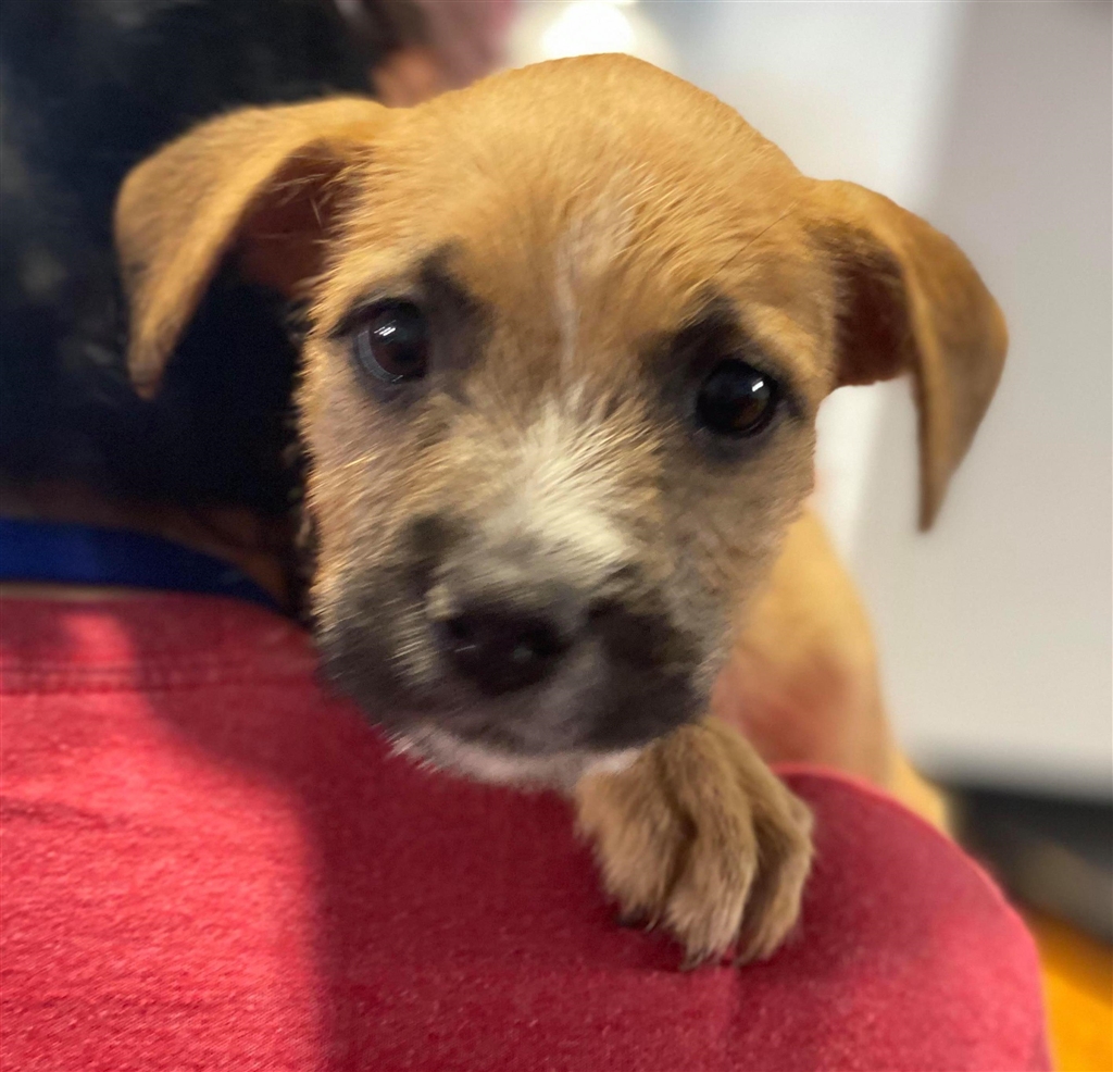 Ella - Small Female Maltese Terrier x English Staffordshire Bull ...