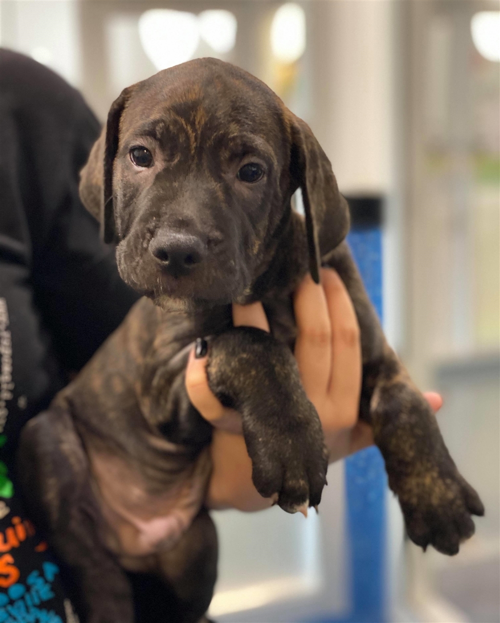 Neo - Large Male Bullmastiff x Neapolitan Mastiff Mix Dog in QLD ...