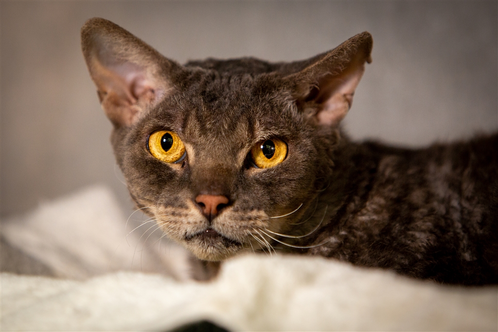 Niko - Male Cornish Rex Mix Cat in QLD - PetRescue
