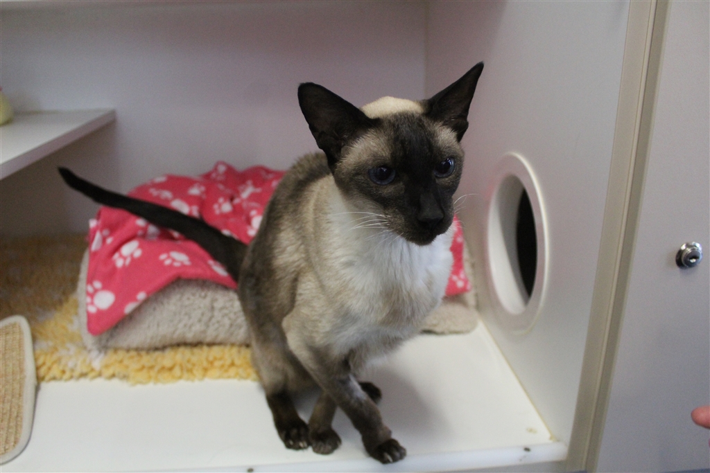 Mung Bean/lily - Female Siamese Mix Cat in WA - PetRescue