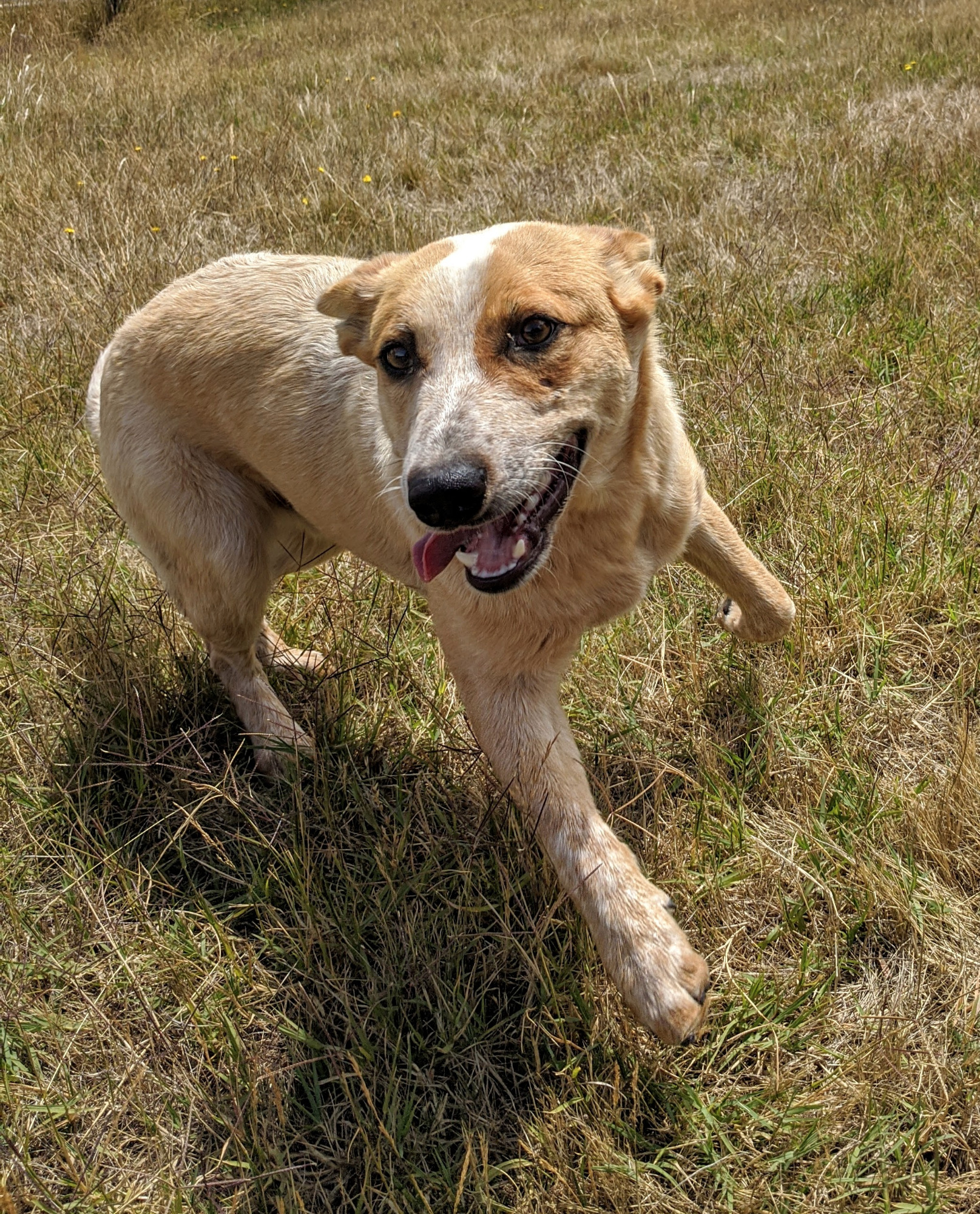 Rodney - Medium Male Red Heeler Mix Dog in VIC - PetRescue