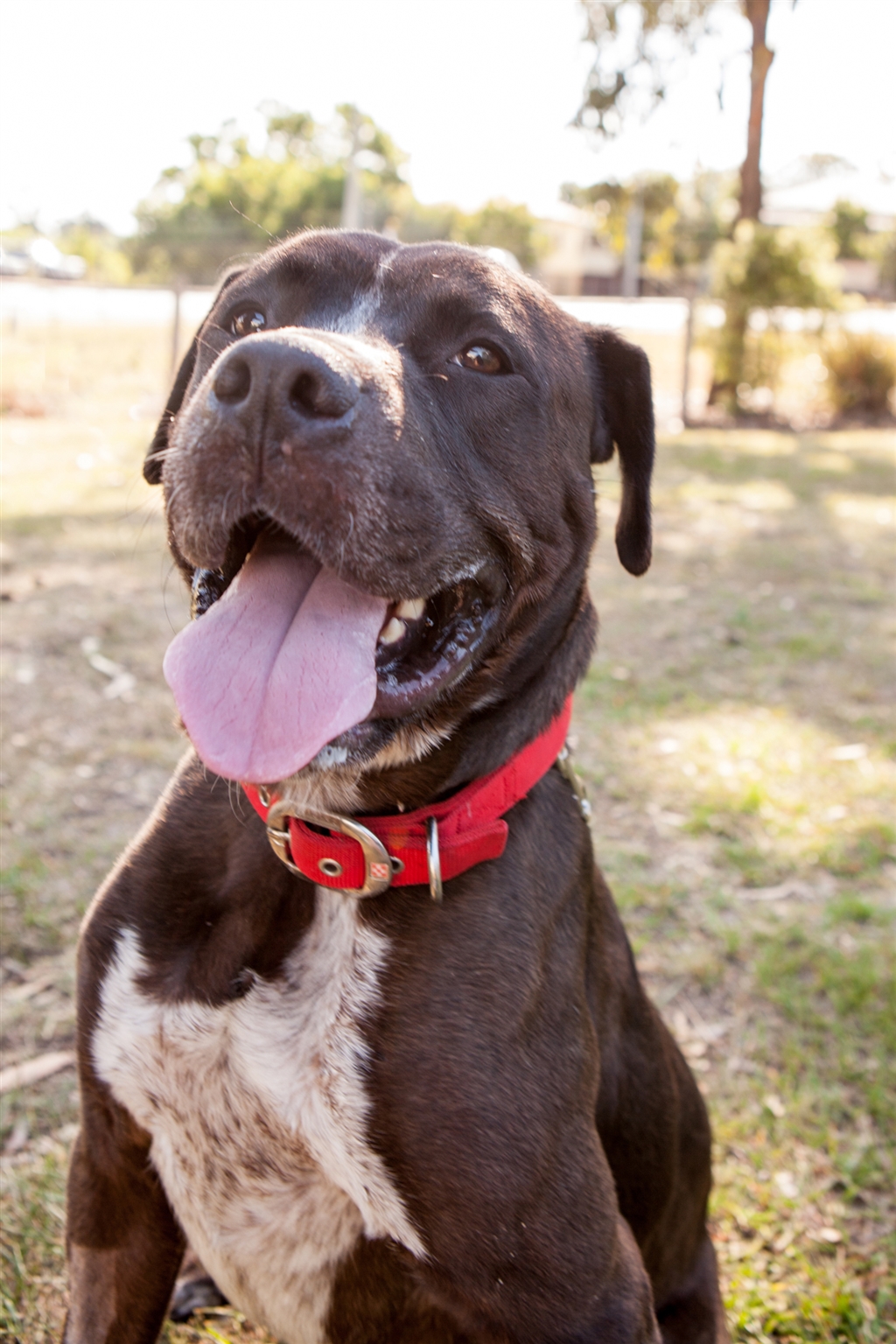 Bud - Medium Male Rottweiler x American Staffordshire Bull Terrier Mix ...