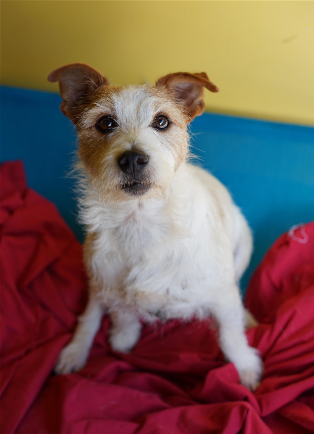 Dobby - Small Male Wirehaired Jack Russell Terrier Mix Dog in QLD ...