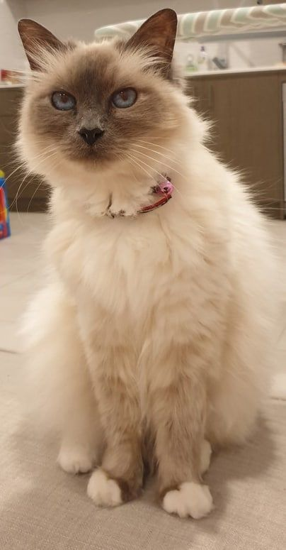 2200 - Bella - Female Birman Cat in WA - PetRescue