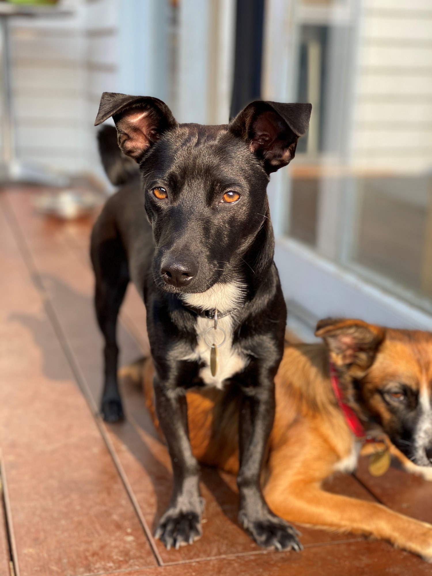 Blake - Small Male Terrier Mix Dog in VIC - PetRescue