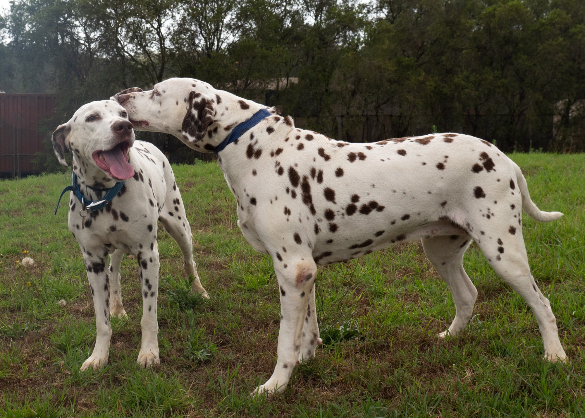 Stell and Wombat - Large Female Dalmatian Dog in NSW - PetRescue