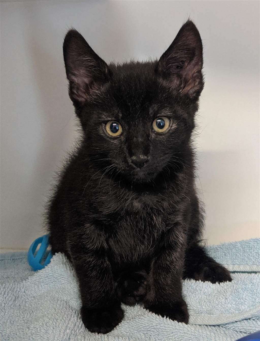 Pucci - Male Dsh Mix Cat in WA - PetRescue