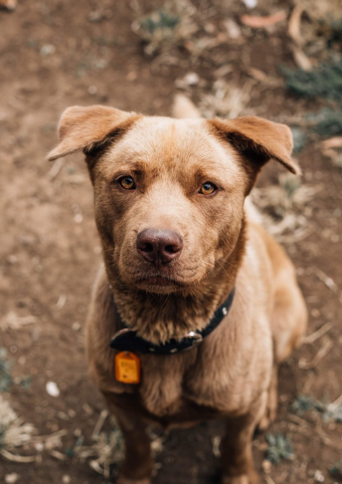 Buddy - Large Male Husky x Labrador x Kelpie x Staffy Mix Dog in VIC ...