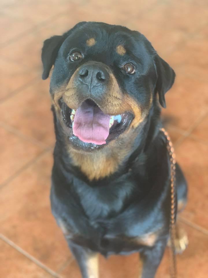 Bear - Large Male Rottweiler Dog in SA - PetRescue
