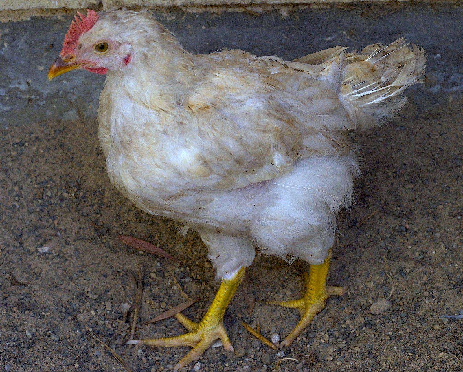 Lady Bug - Female Chicken in NSW - PetRescue