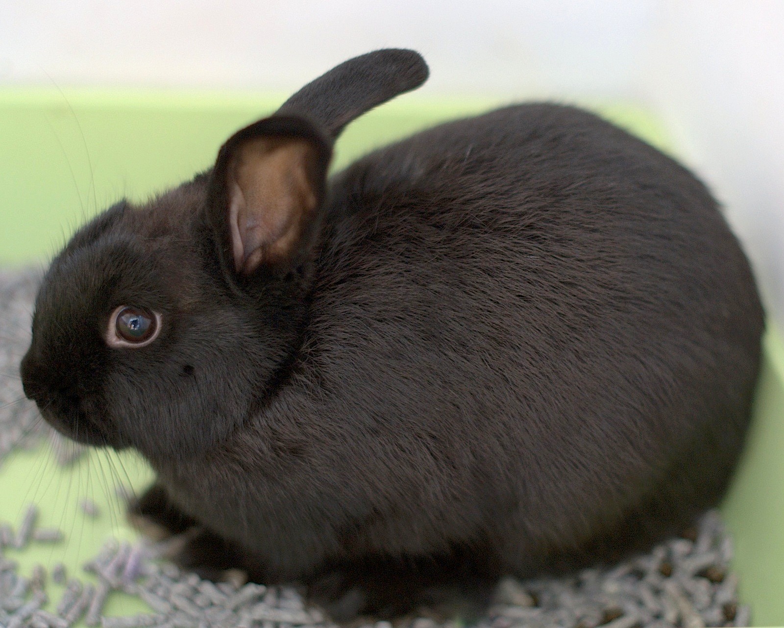Dusty - Female Rabbit in NSW - PetRescue