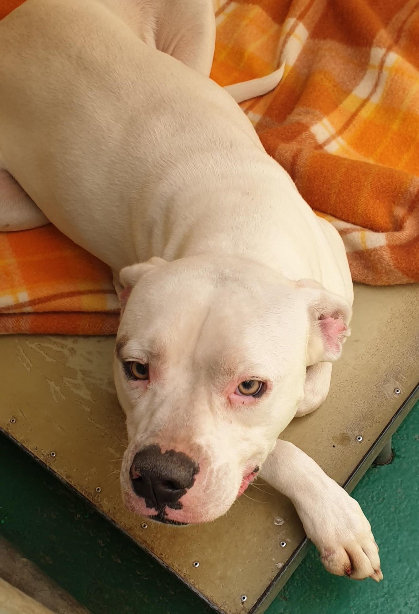 Rogue - 49562 - Large Male American Bulldog Mix Dog in VIC - PetRescue