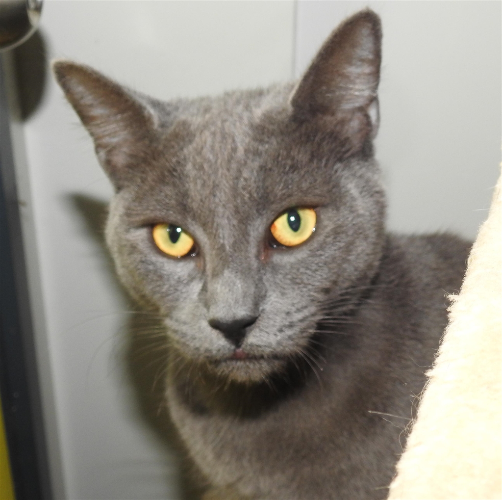 Ragna - Male Russian Mix Cat in QLD - PetRescue