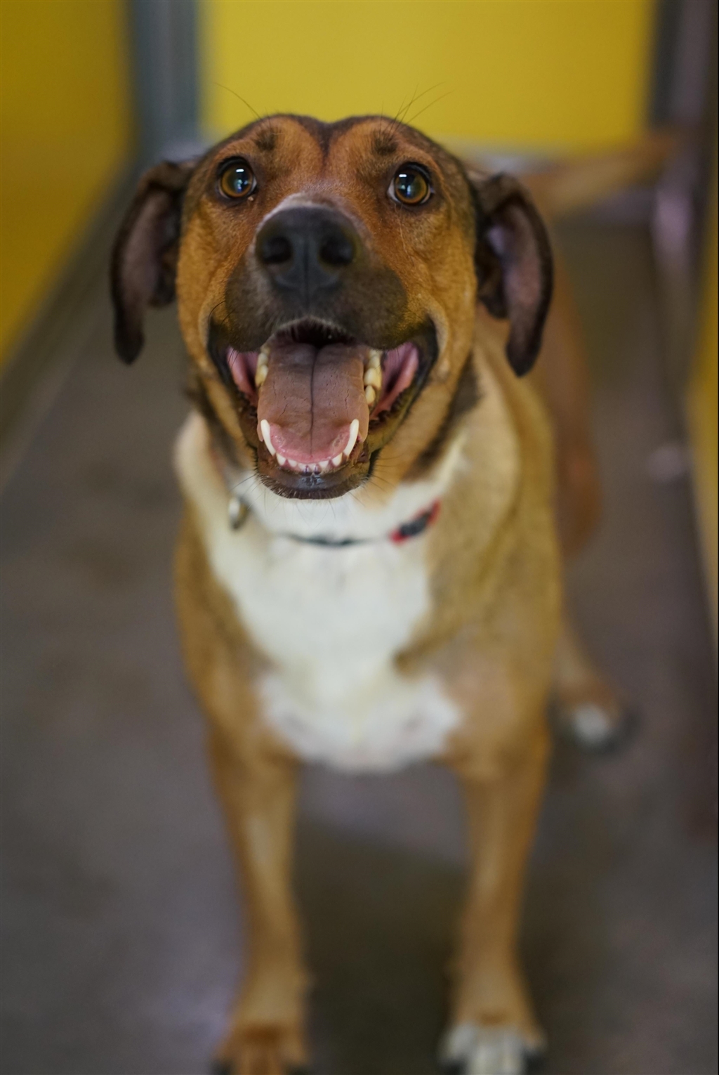 Claire - Medium Female Rhodesian Ridgeback x American Staffordshire ...