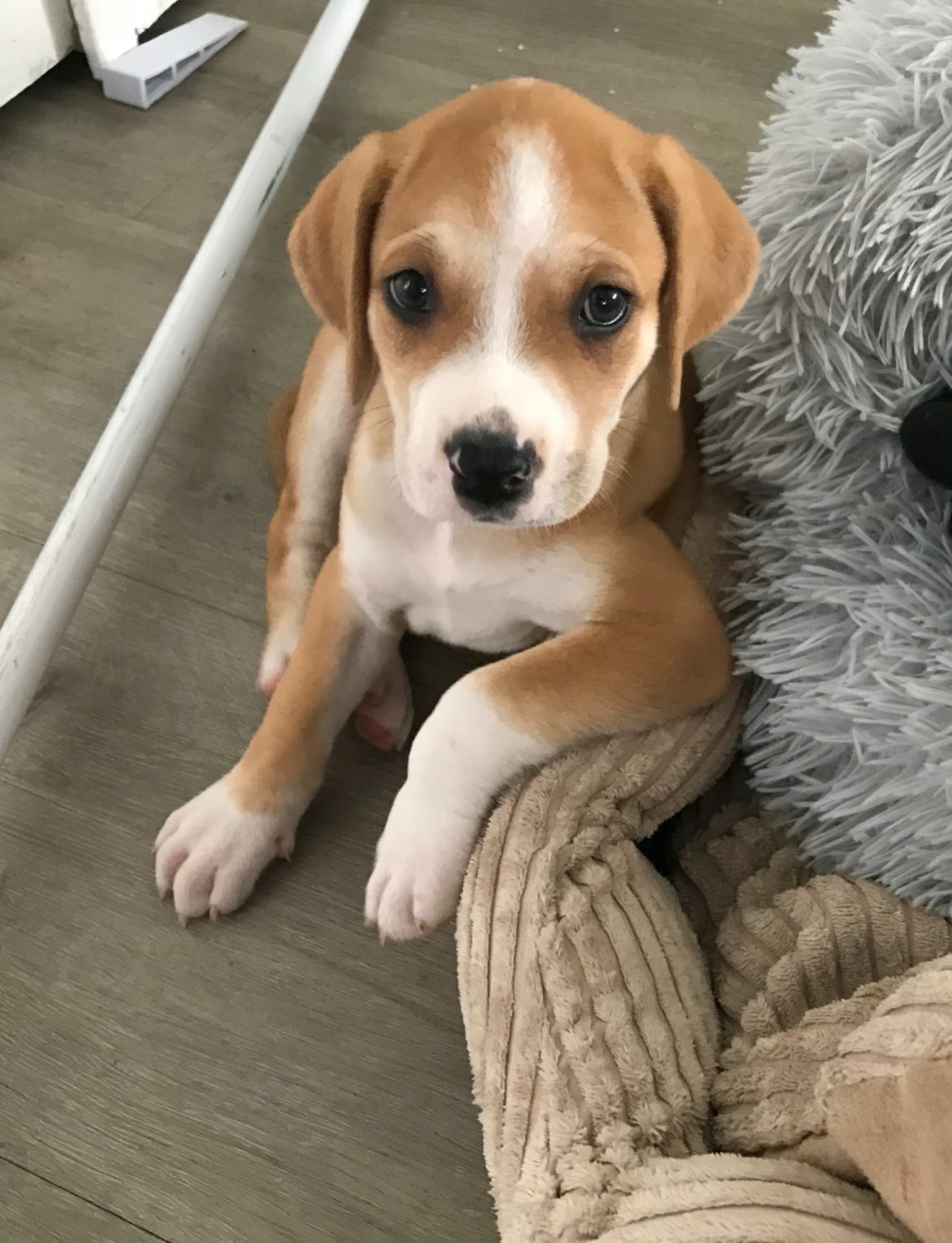 Pumpkin - Large Female Labrador x Rhodesian Ridgeback Dog in QLD ...