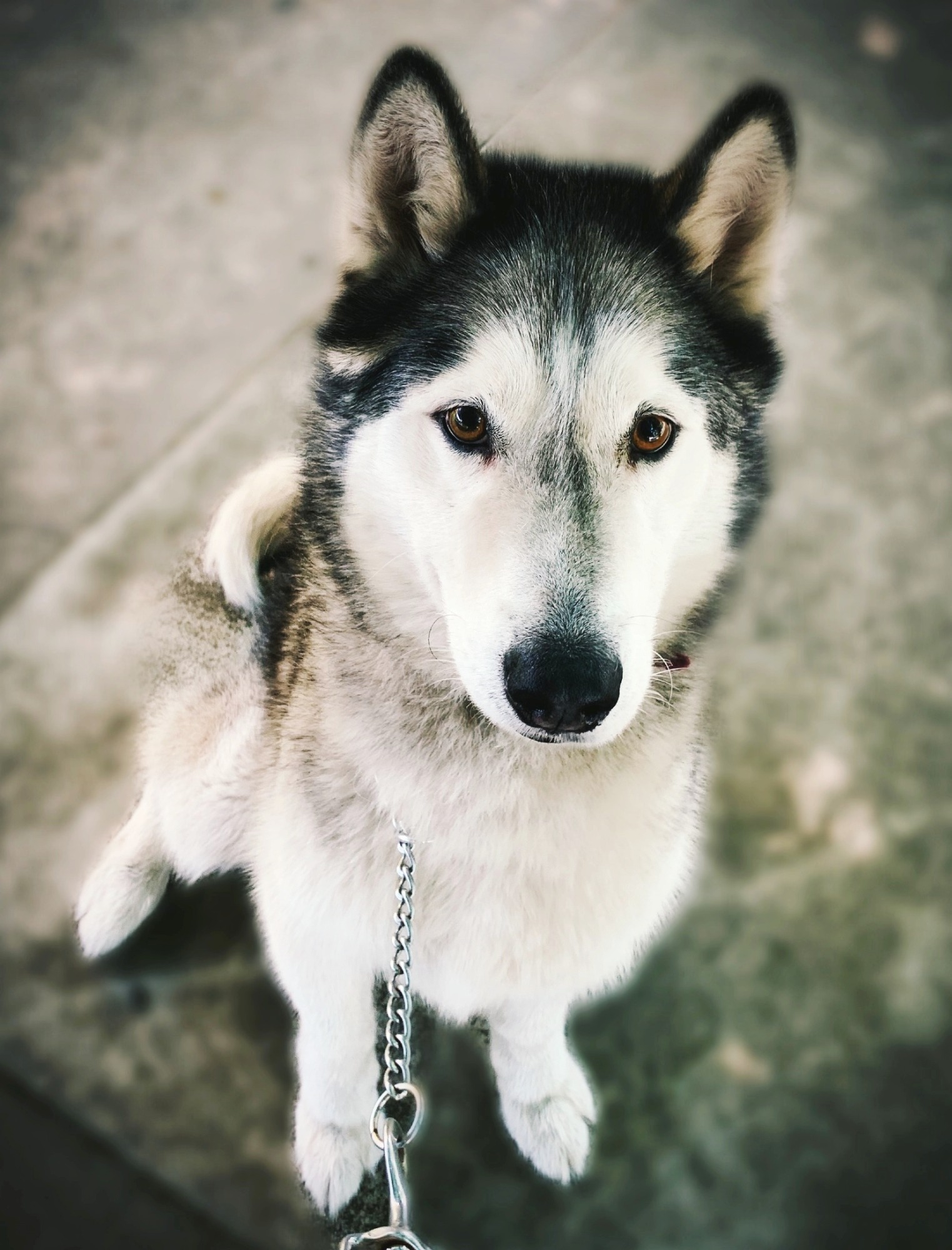 Lochy - Large Male Alaskan Malamute x Siberian Husky Dog in VIC - PetRescue