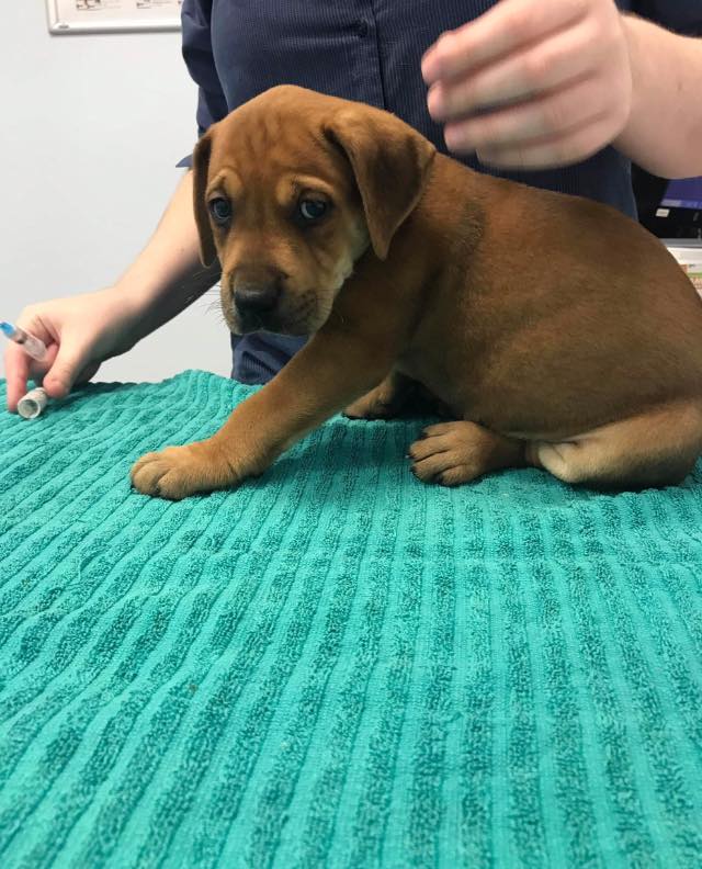 Fraser - Large Male Labrador x Rhodesian Ridgeback Dog in QLD - PetRescue