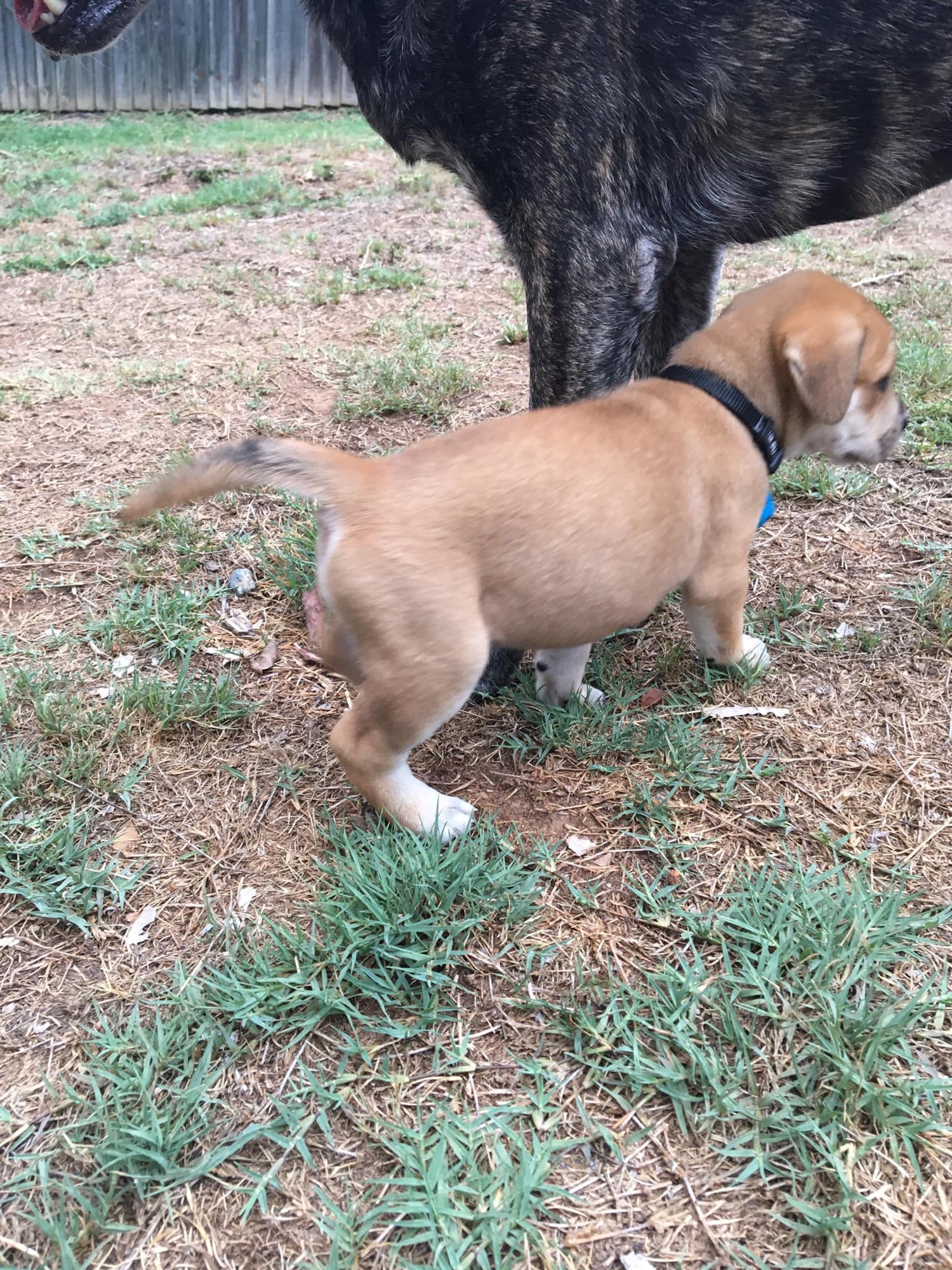 Hamilton - Large Male Labrador x Rhodesian Ridgeback Dog in QLD - PetRescue