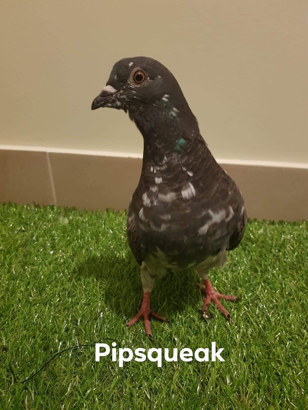 Pipsqueak - Female Bird in VIC - PetRescue