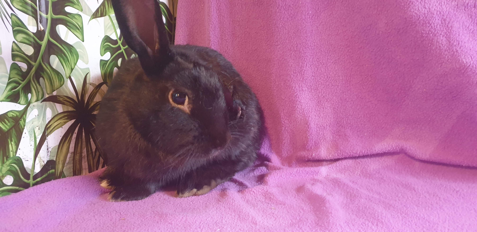 Black Beauty - Male Flemish Giant x Mini Rex Mix Rabbit in NSW - PetRescue