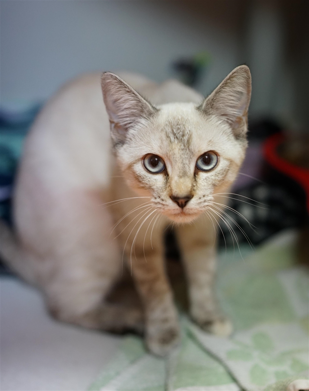 Hollie - Female Layanese Mix Cat in QLD - PetRescue