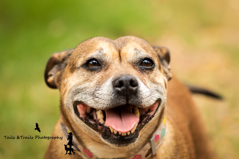 Roxy - Medium Female Staffordshire Bull Terrier Dog in VIC - PetRescue