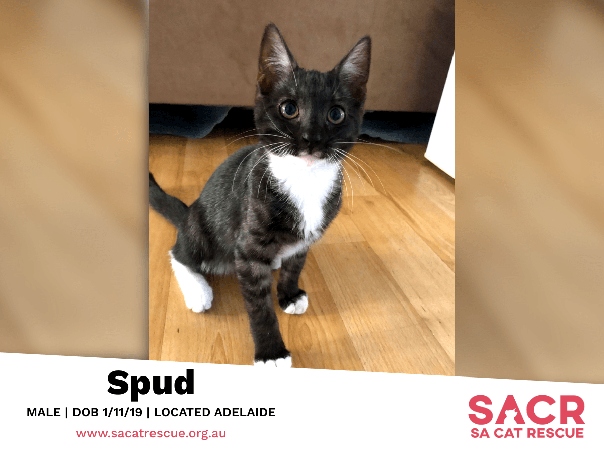 Spud - Male Domestic Short Hair Cat in SA - PetRescue